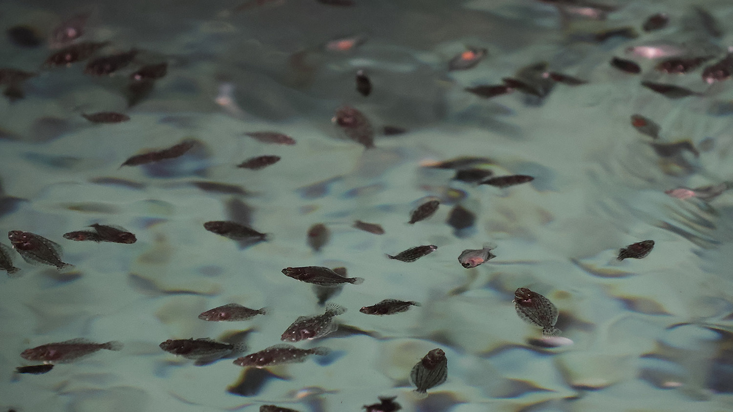 seminar2023│CAINES